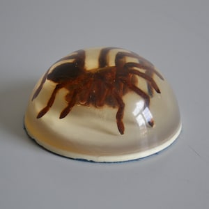 Real Tarantula Resin Inclusion Cabinet of Curiosities Decor - Etsy
