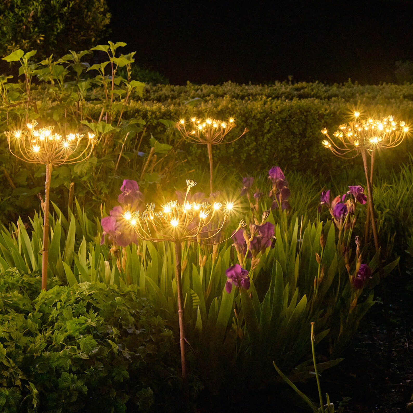 Solar Fennel Light - Etsy