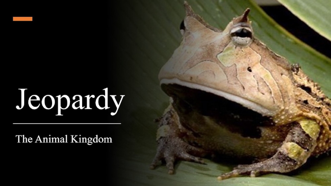 The Animal Kingdom - Interactive and Educational Version of Powerpoint ...