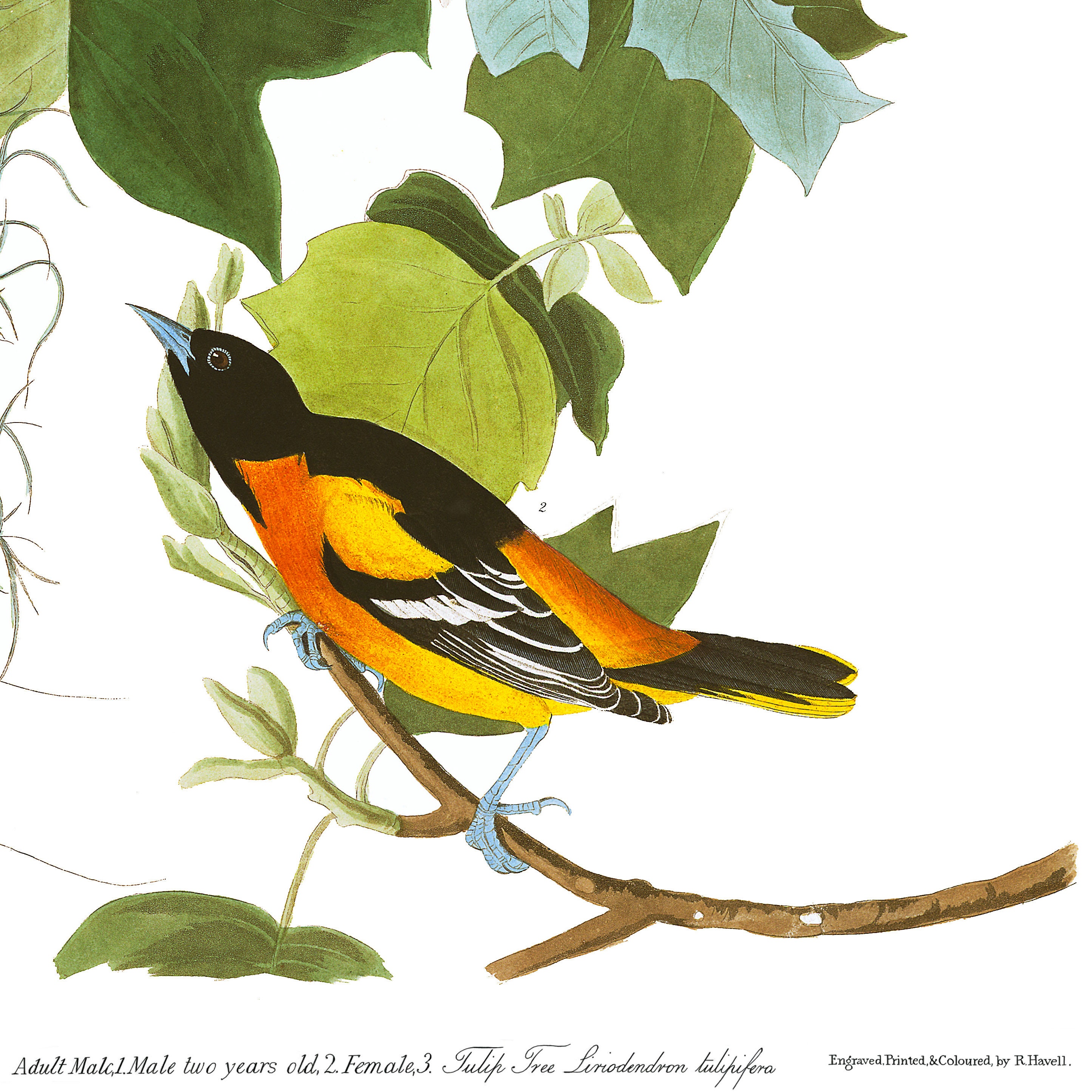 Baltimore Oriole Bird Print Audubon Birds vintage | Etsy