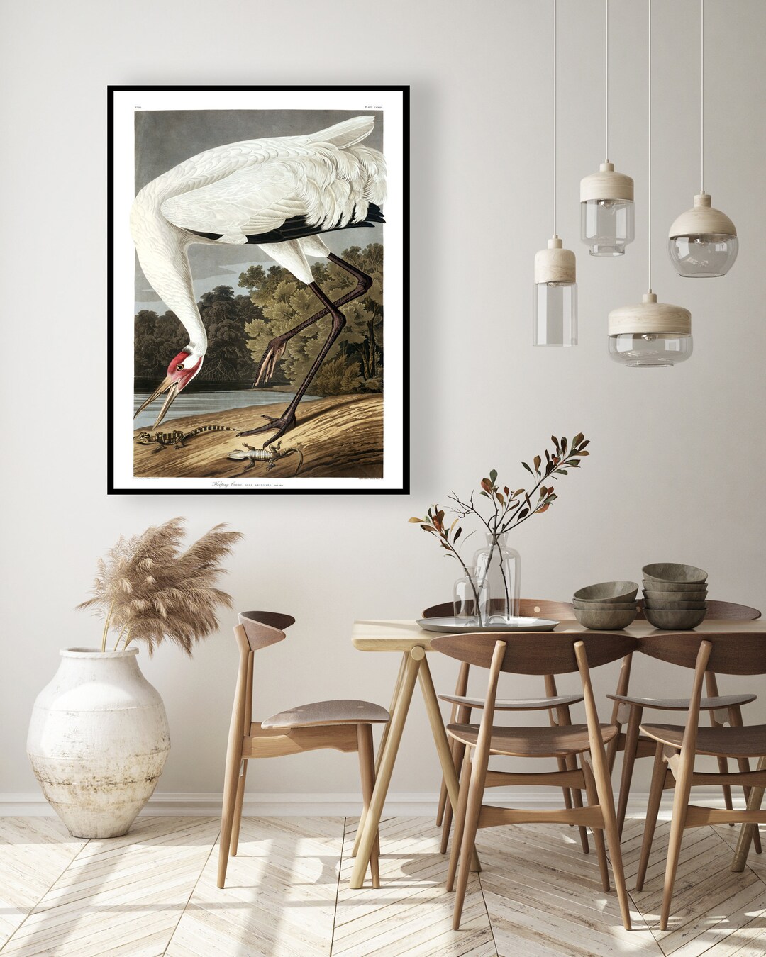 Whooping Crane, Whooping Cranes, Hooping Crane, Audubon Crane, Audubon ...