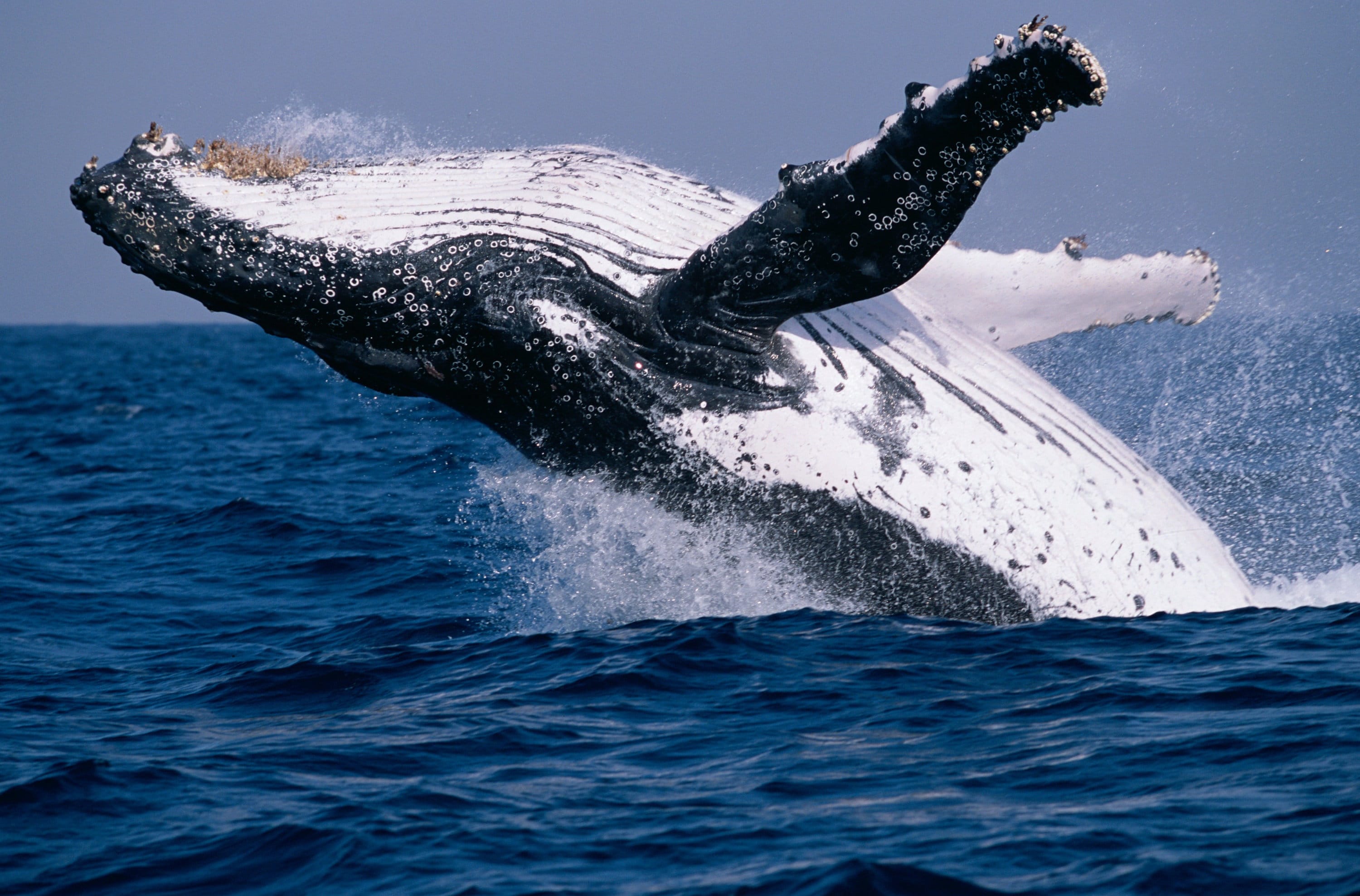 Humpback Whale by Dan Merkel Photography Ocean Photo Print Poster ...