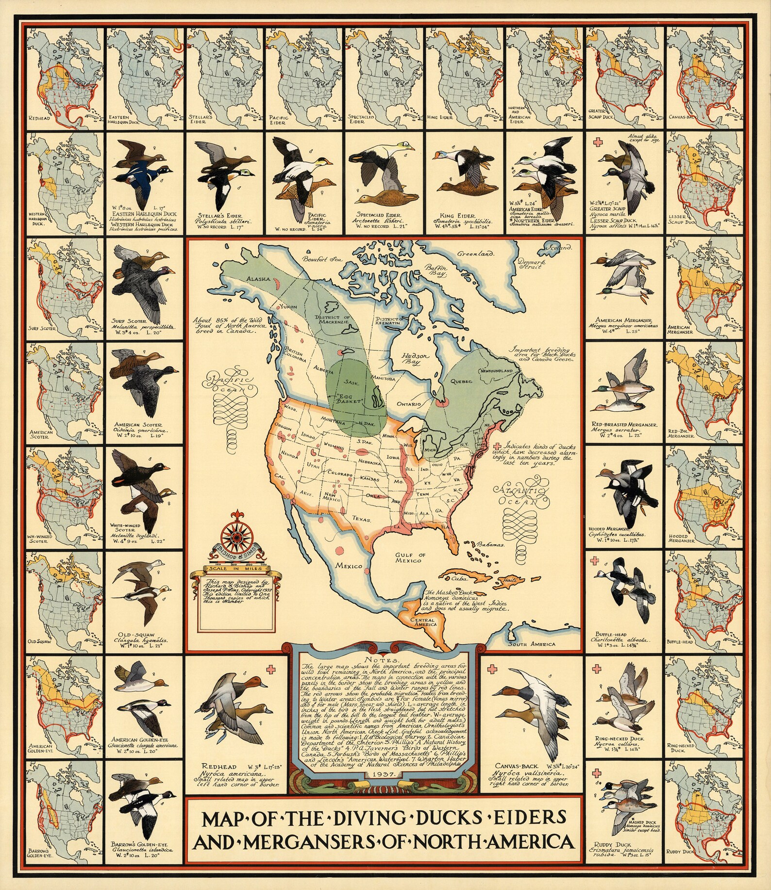 Map of the DIVING DUCKS 1937 Duck Breeding and Migration | Etsy