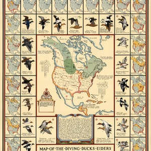 Map of the DIVING DUCKS 1937, Duck Breeding and Migration Routes Map ...