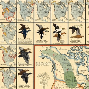 Map of the DIVING DUCKS 1937, Duck Breeding and Migration Routes Map ...