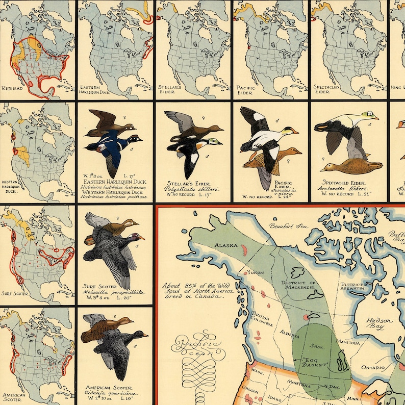 Map of the DIVING DUCKS 1937 Duck Breeding and Migration | Etsy