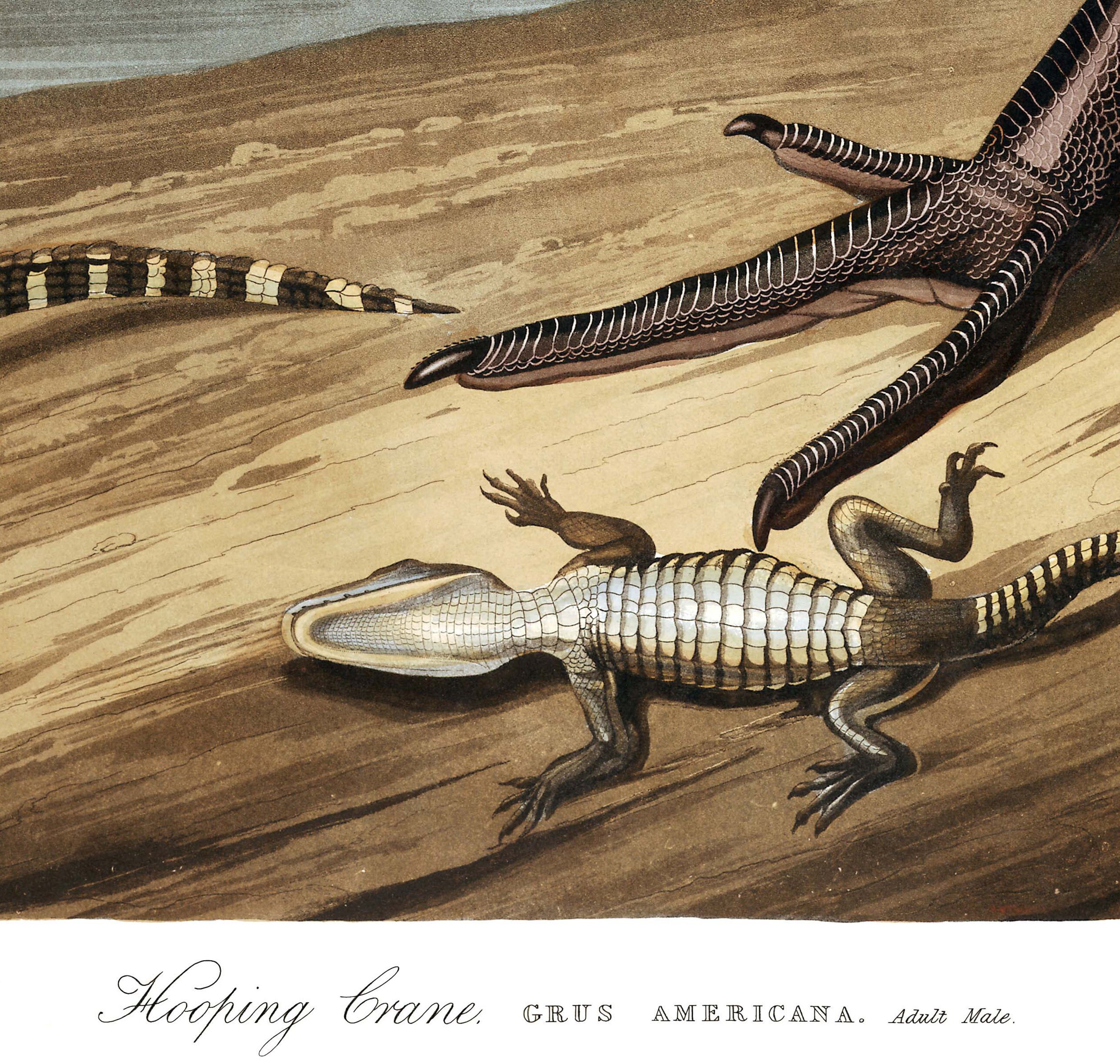 Whooping Crane Whooping Cranes Hooping Crane Audubon Crane - Etsy