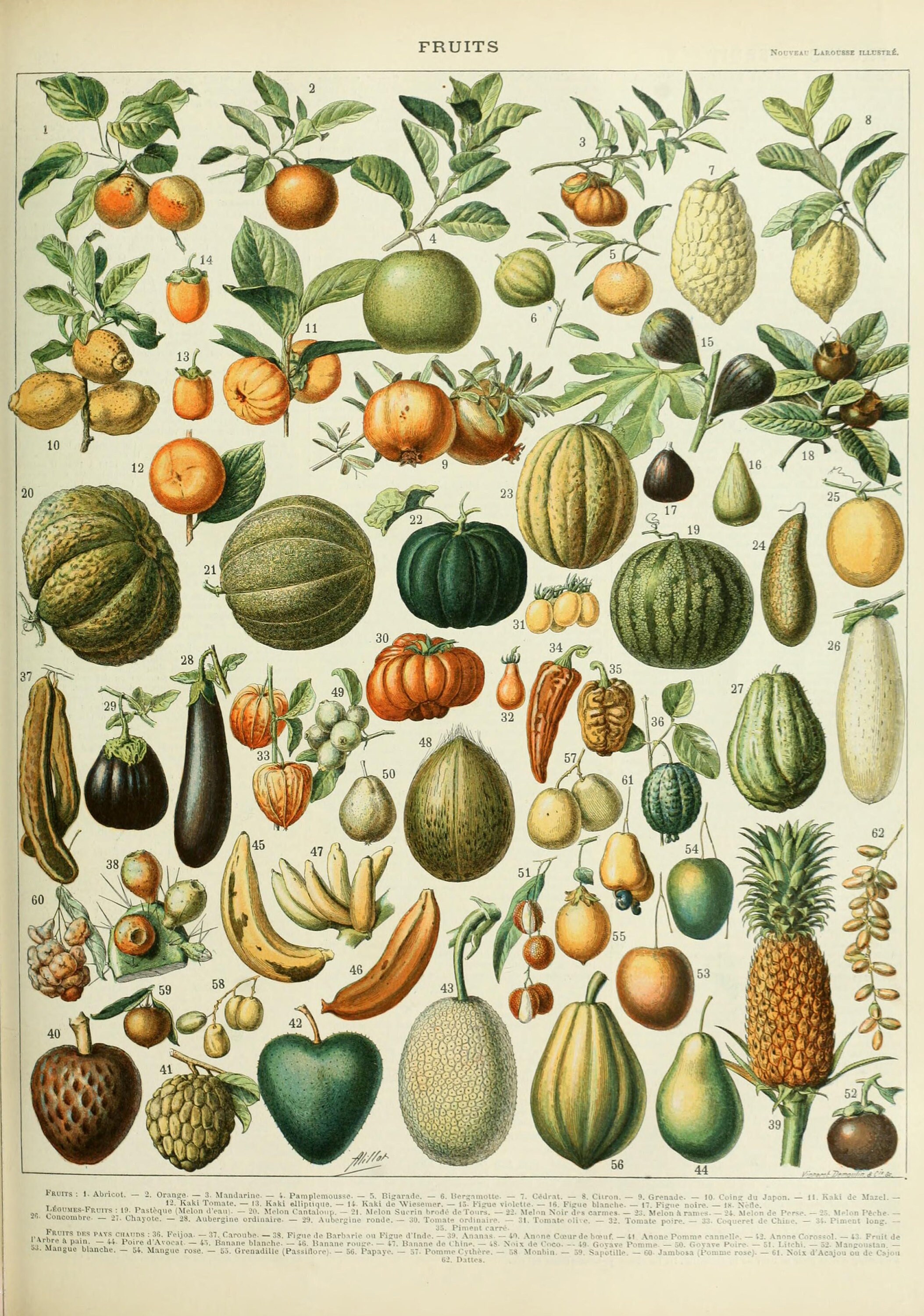 Adolphe Millot Poster French FRUITS Vintage Home Decor French | Etsy