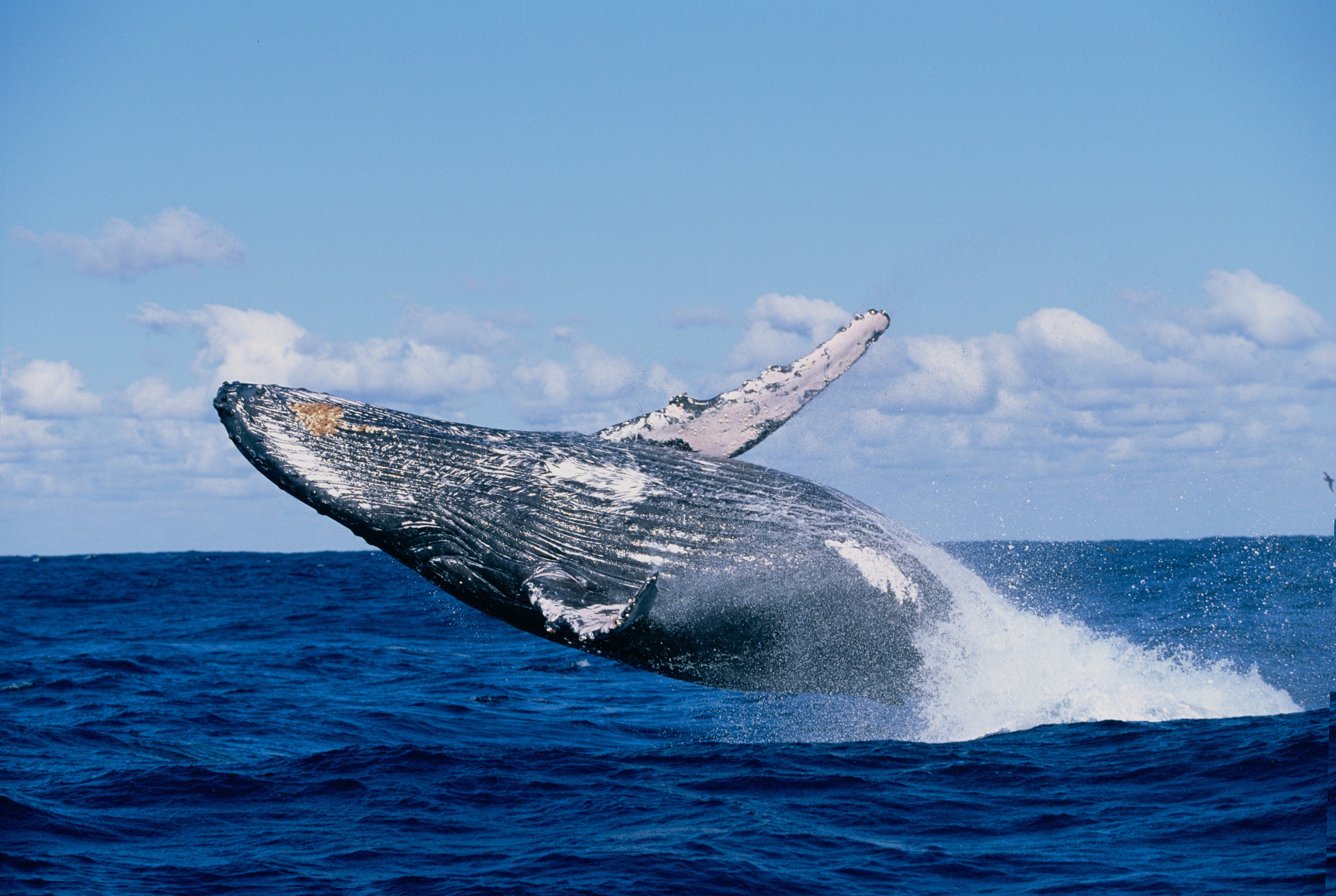 Humpback Whale 2 by Dan Merkel Photography Ocean Photo Print Poster ...