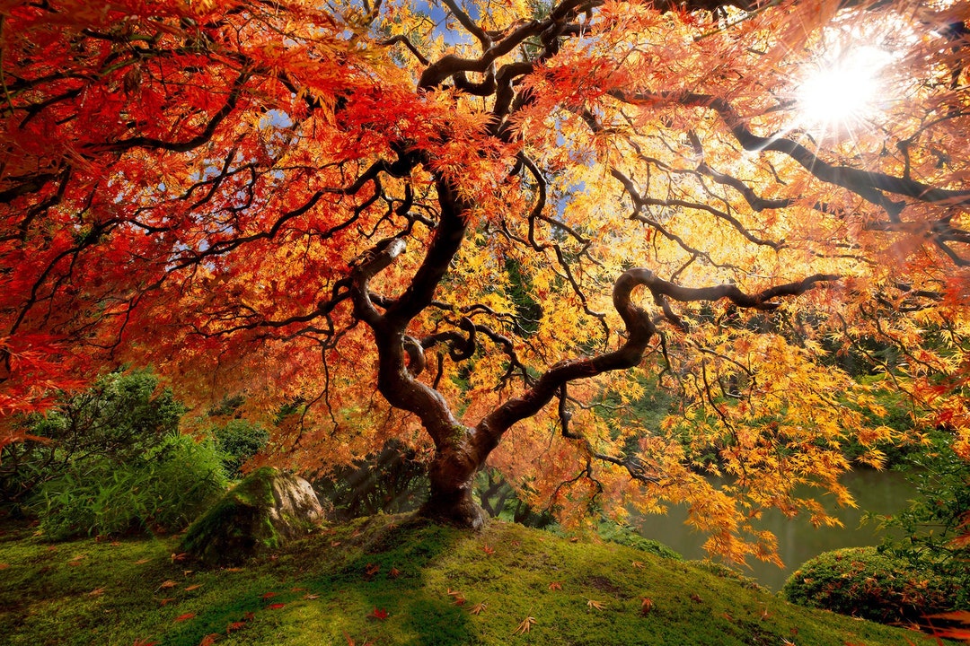 Tree of Life, Portland by Dan Merkel Photography Print Poster Canvas or ...