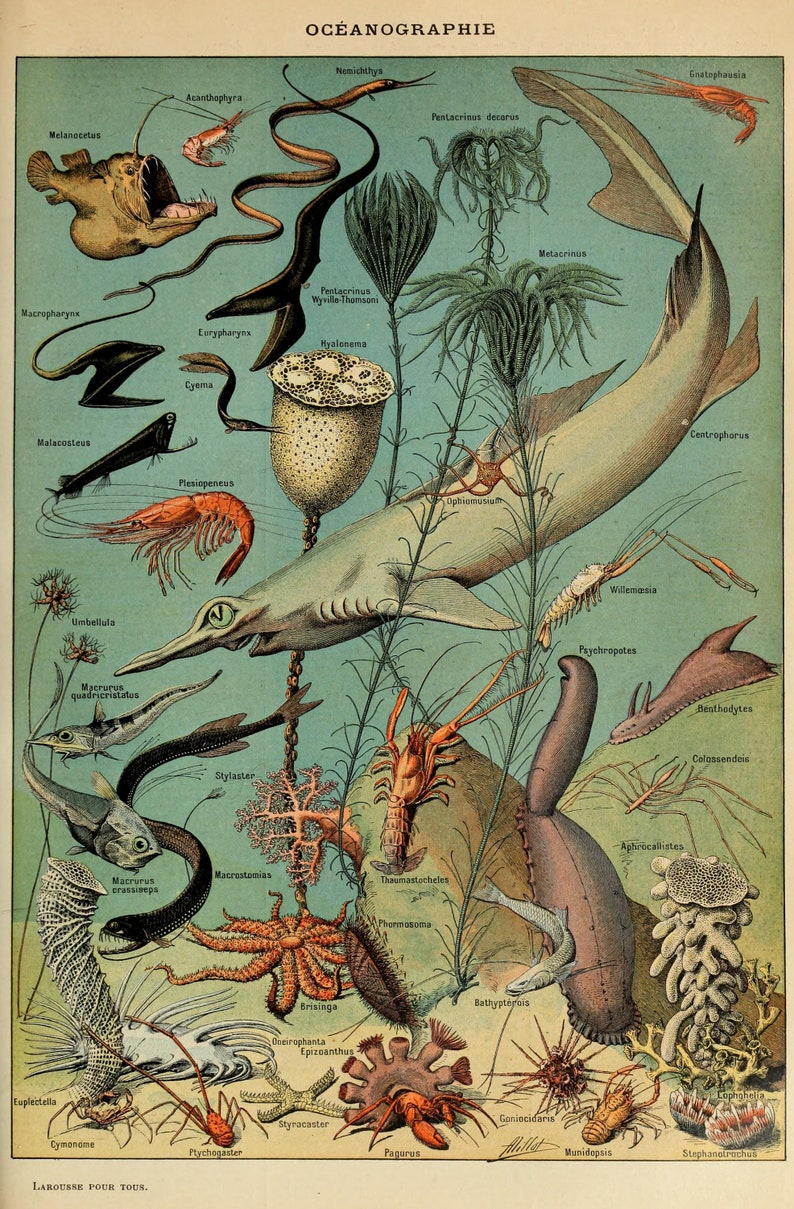 Oceanographie by Adolphe Millot SEA LIFE French Poster Vintage Home ...