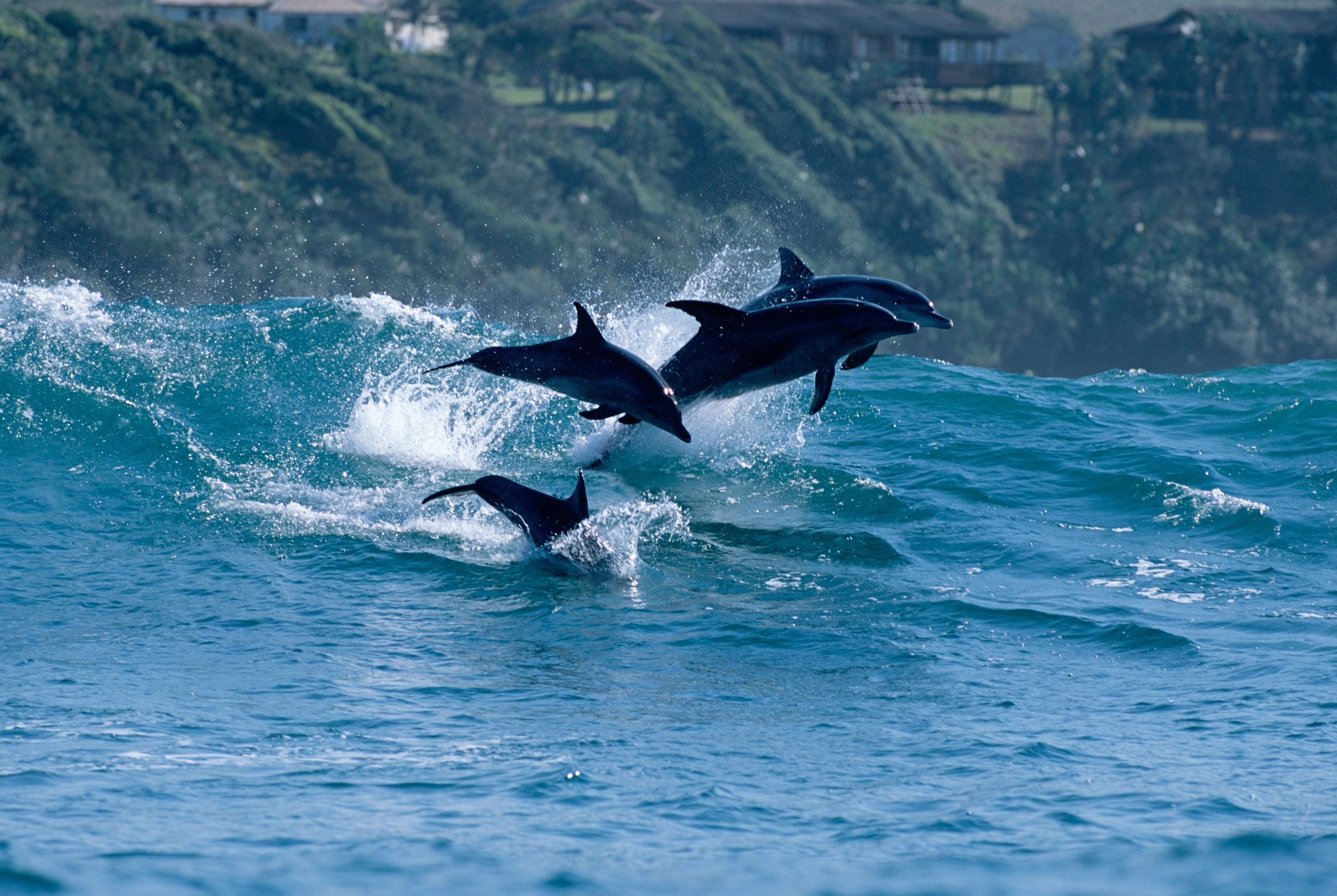 Jumping Dolphins 2 Vintage Surf Print Surfing Decor, Dan Merkel Photo ...
