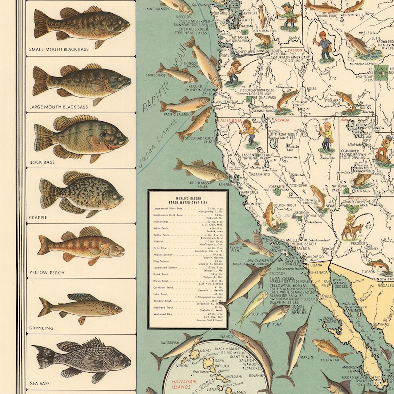 BIG Game FISH Map 1936 Fish Map of the United States Salt - Etsy