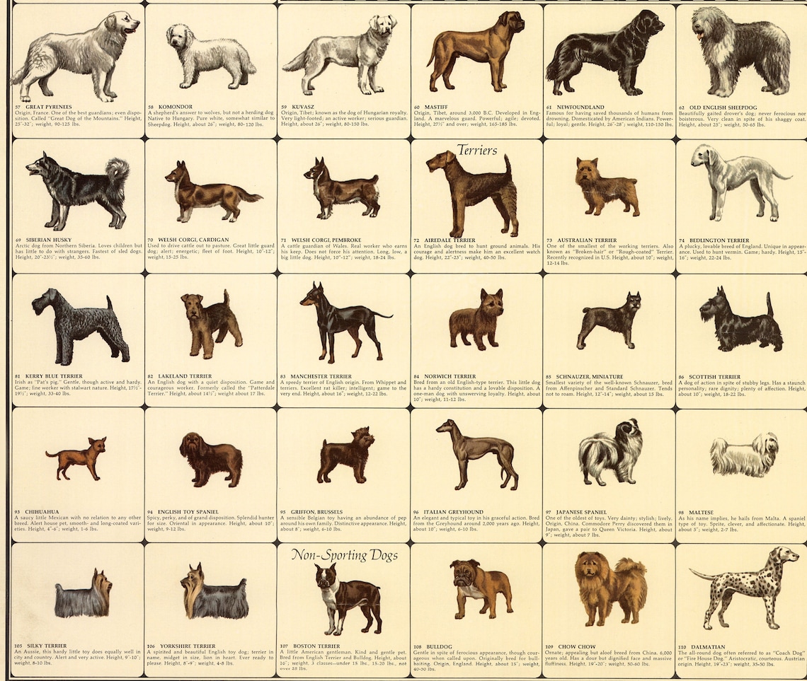 The Official Illustrated DOG MAP Of The World Dog Breeds | Etsy