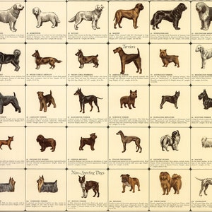 The Official Illustrated DOG MAP of the World, Dog Breeds Print, Dog ...