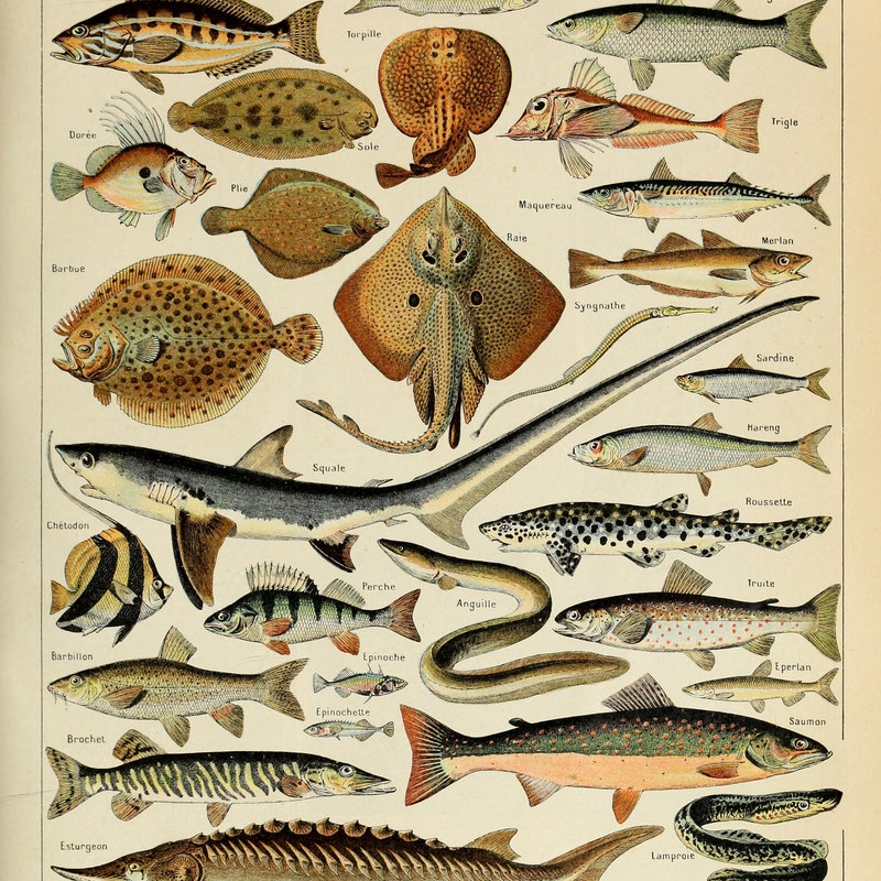 Antique Fish Print - Etsy