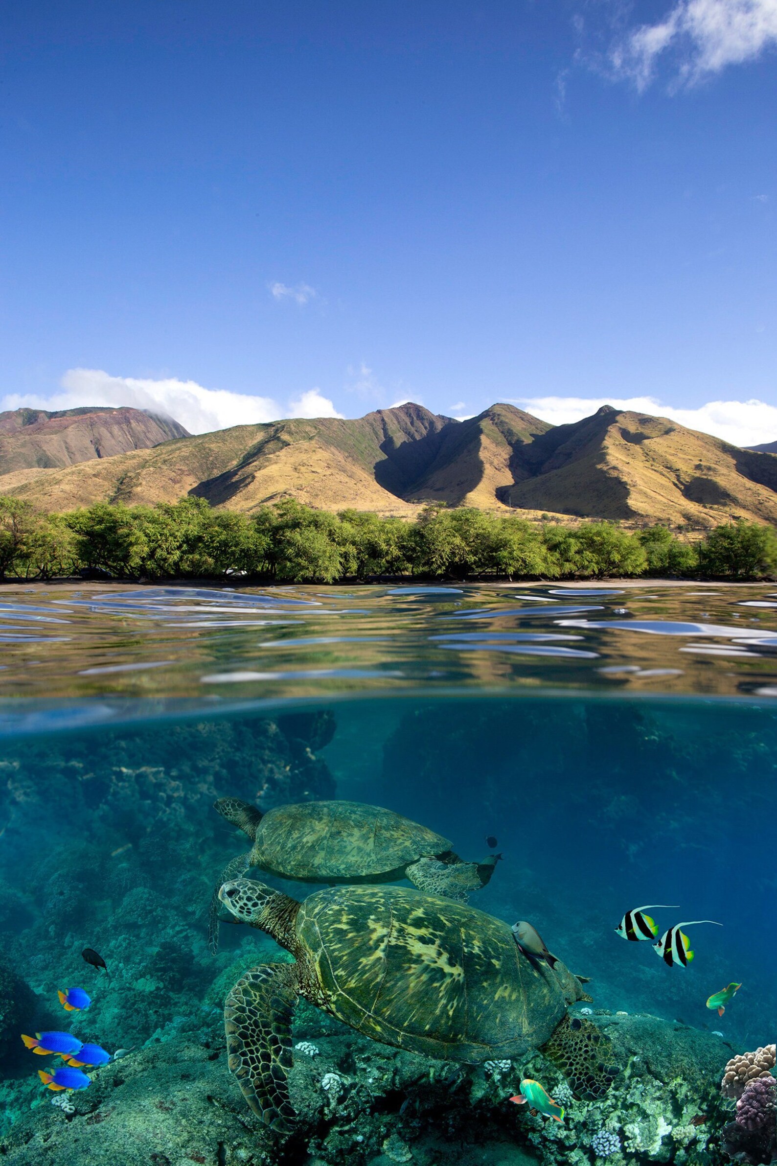 Maui Turtles Underwater by Dan Merkel Photography Print Poster Canvas ...