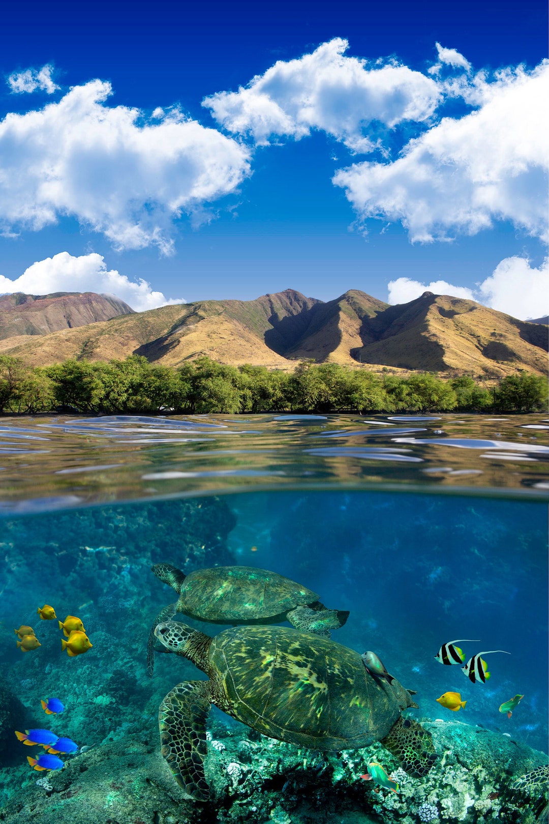 Lahaina, Hawaii Over Under Turtles by Dan Merkel Photography Print ...