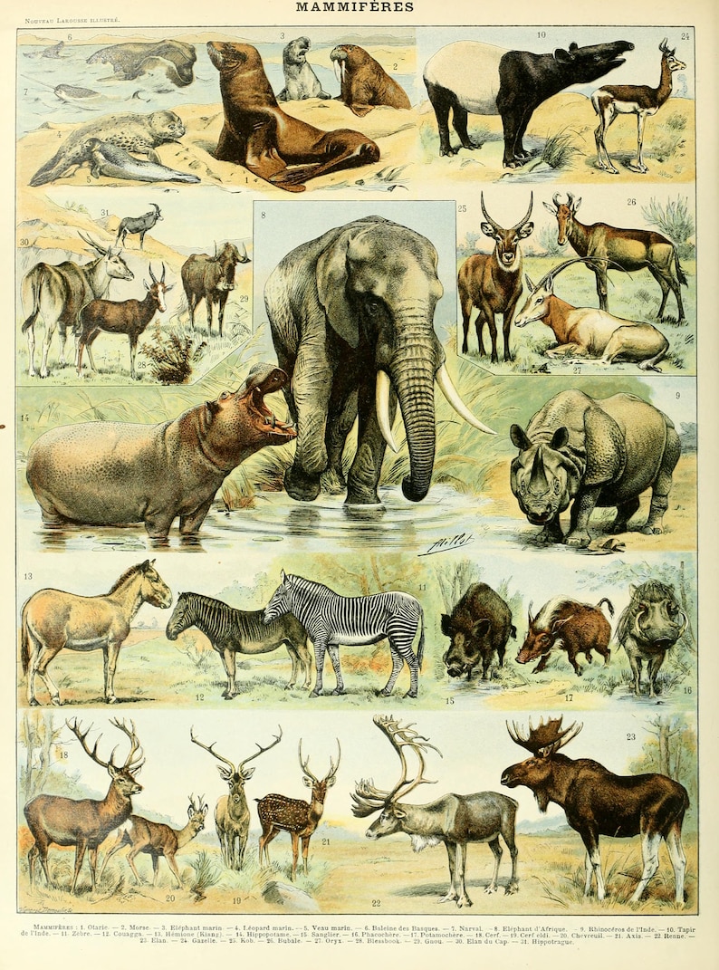 MAMMALS by Adolphe Millot Vintage French Poster of Mammiferes, Animal ...