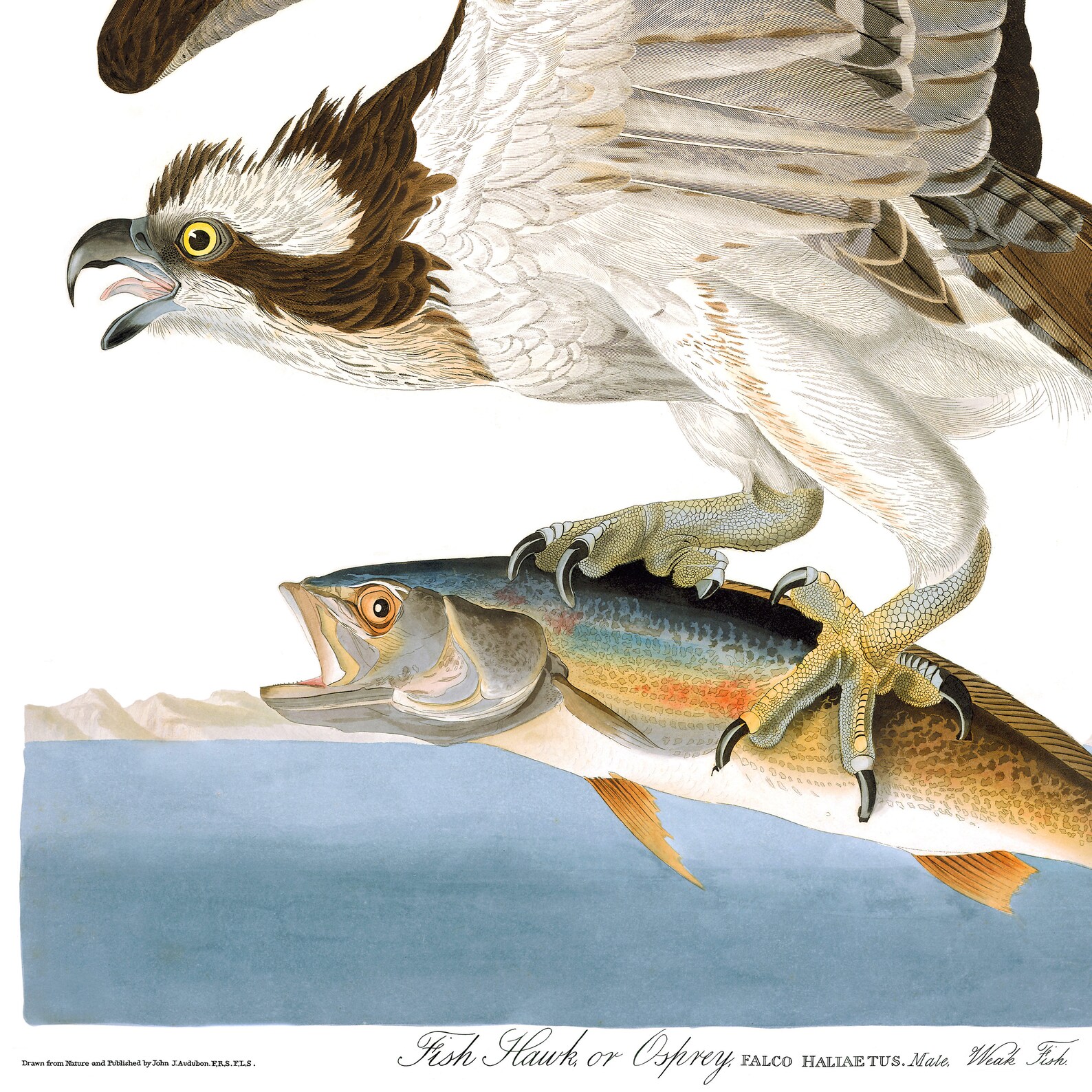 Osprey Bird Print Audubon Birds Vintage Illustrations Book - Etsy