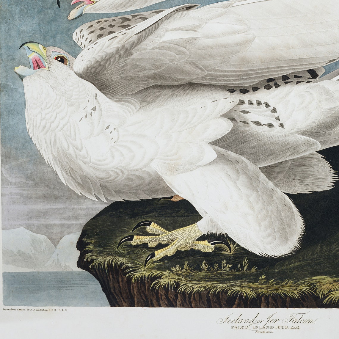 Iceland Falcon Bird Print, Audubon Birds Vintage Illustrations Book ...