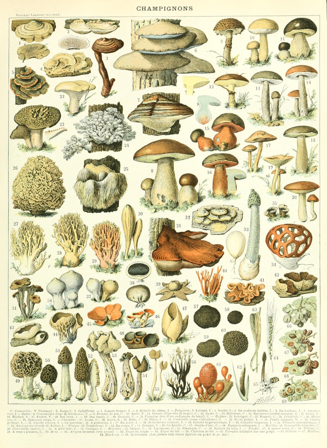 MUSHROOM GARDEN Champignons French Poster Adolphe Millot Vintage Home ...