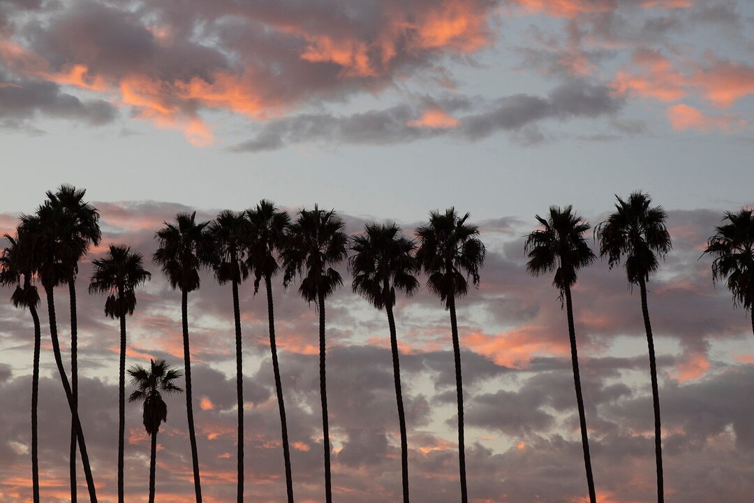 Santa Barbara Palm Trees Sunset by Dan Merkel Photography Print Poster ...