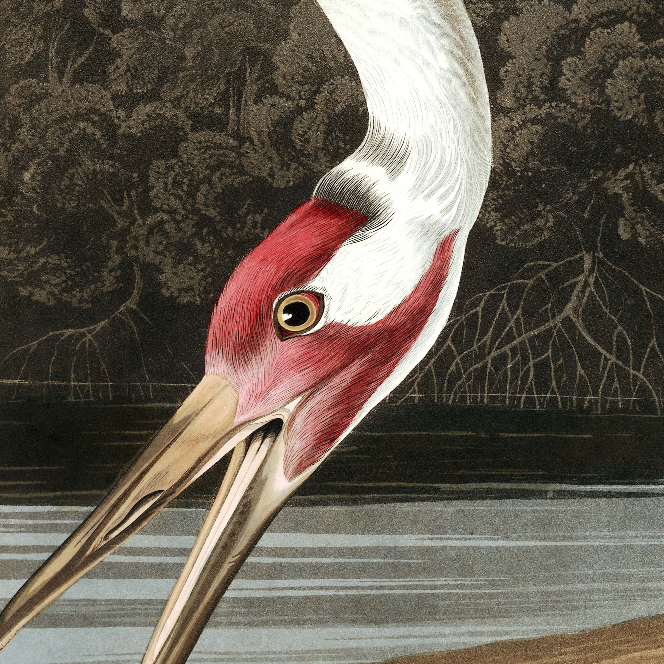 Whooping Crane Whooping Cranes Hooping Crane Audubon Crane - Etsy