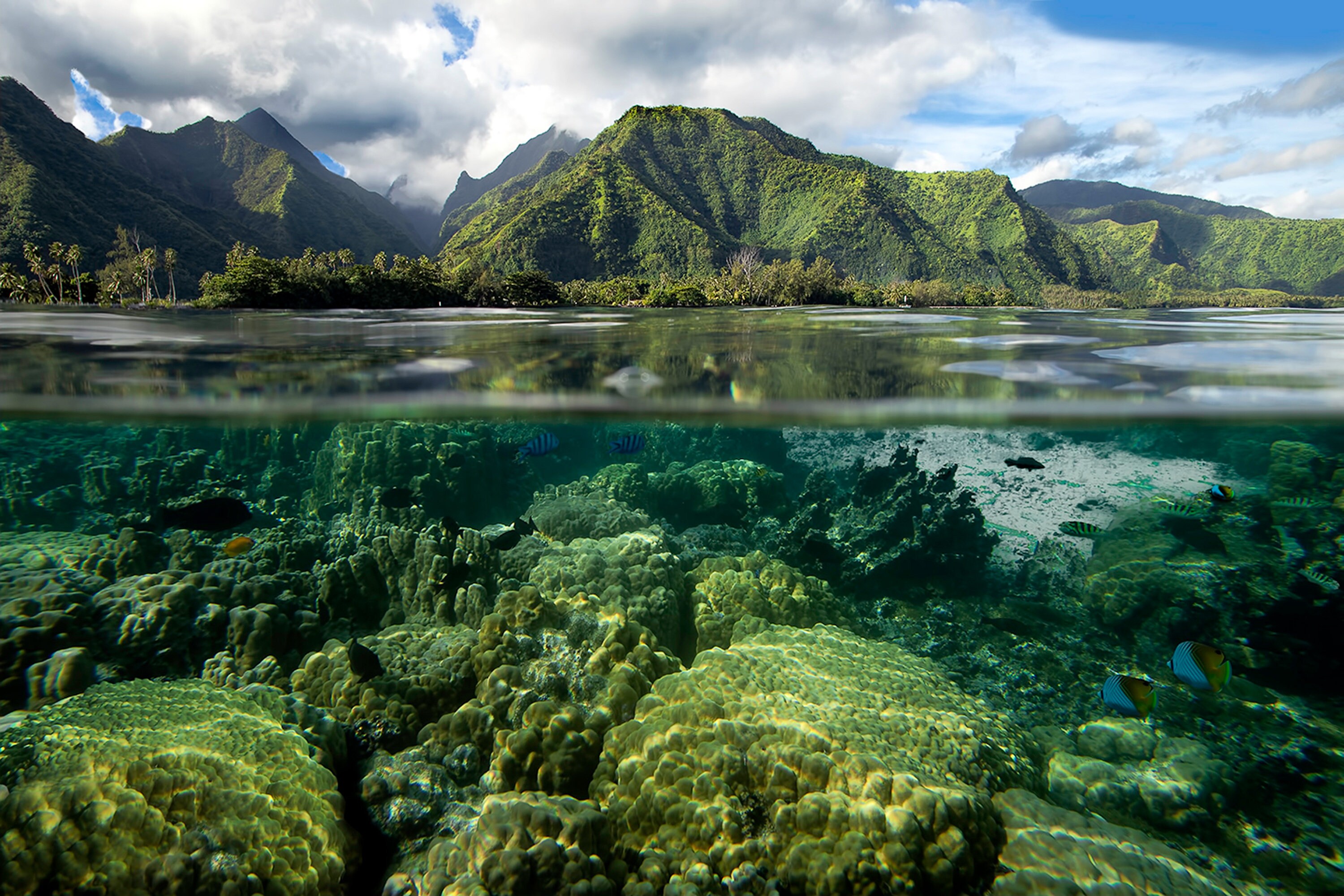 Tahiti Underwater by Dan Merkel Photography Print Poster Canvas or ...