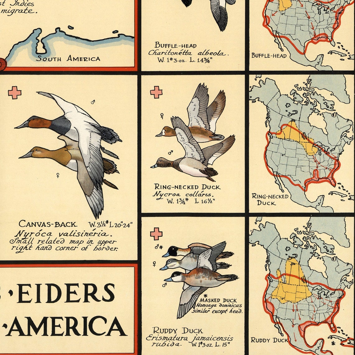 Map of the DIVING DUCKS 1937 Duck Breeding and Migration | Etsy