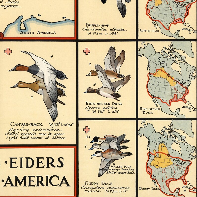 Map of the DIVING DUCKS 1937 Duck Breeding and Migration | Etsy