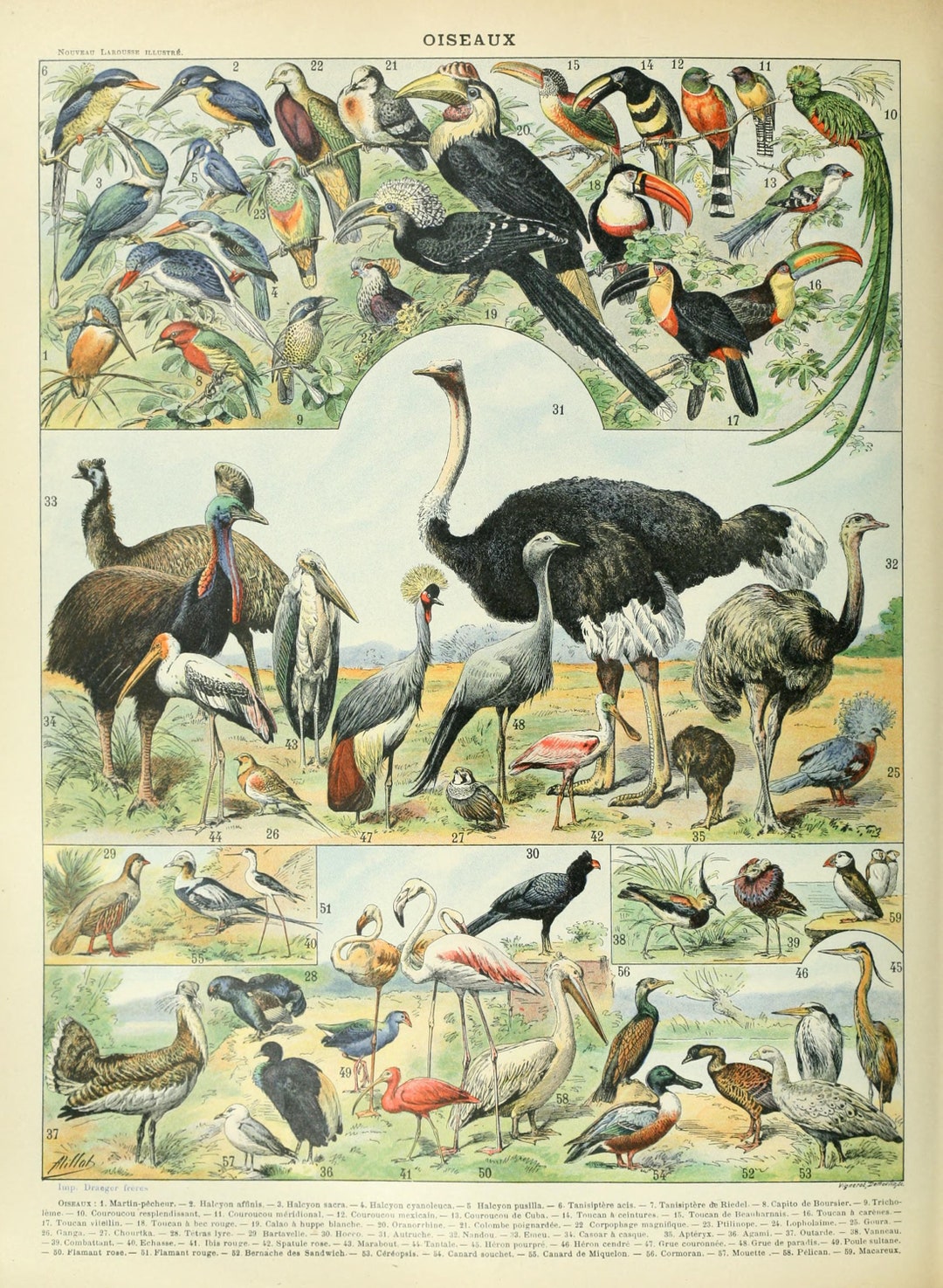 EXOTIC Birds French Poster by Adolphe Millot, OISEAUX D, Vintage Bird ...