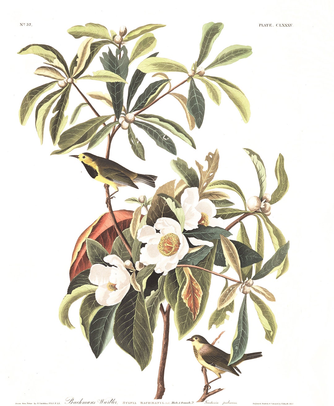 Bachman's WARBLER Print, Song Bird Poster, Vintage Bird Illustrations ...
