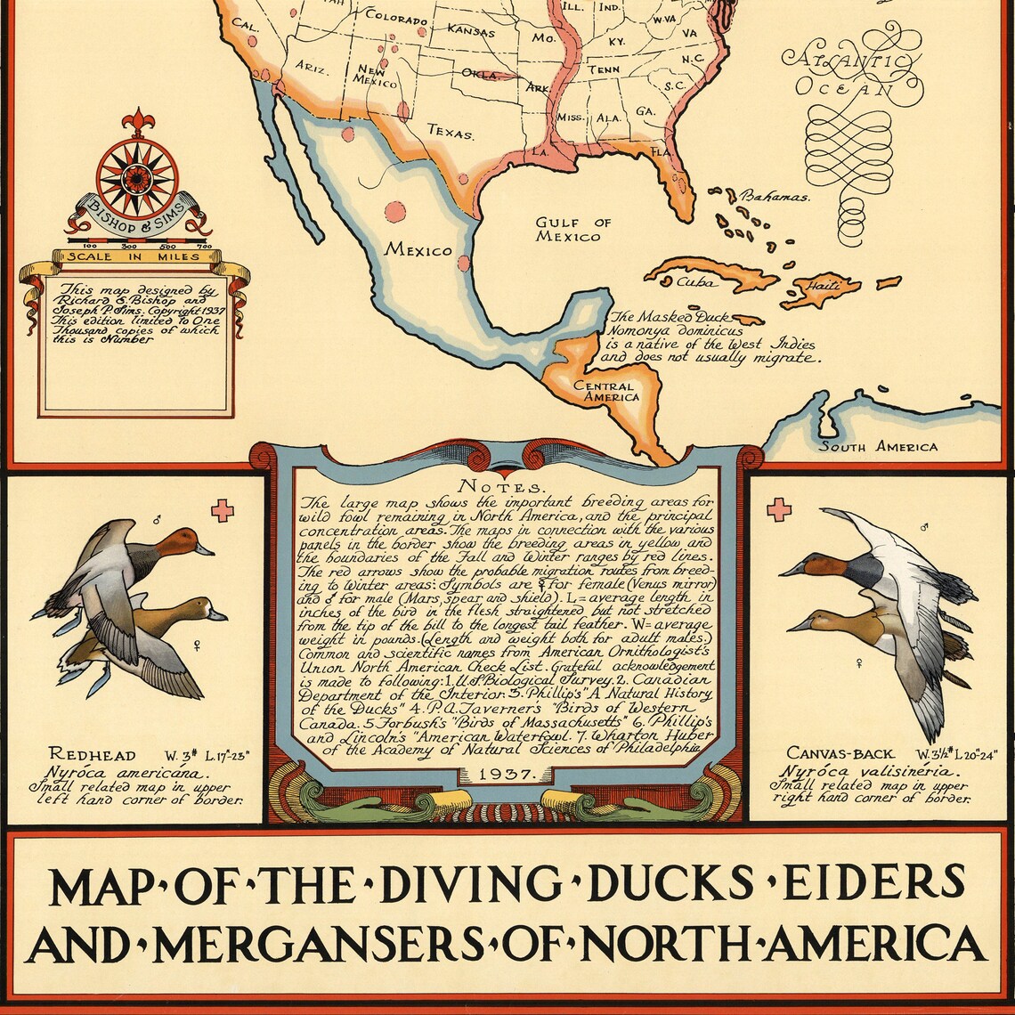 Map of the DIVING DUCKS 1937 Duck Breeding and Migration | Etsy