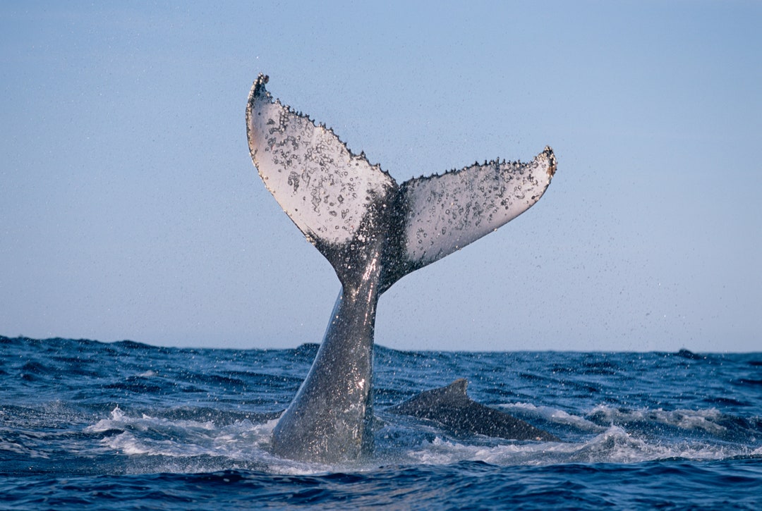 Humpback Whale Fluke by Dan Merkel Photography Ocean Photo Print Poster ...