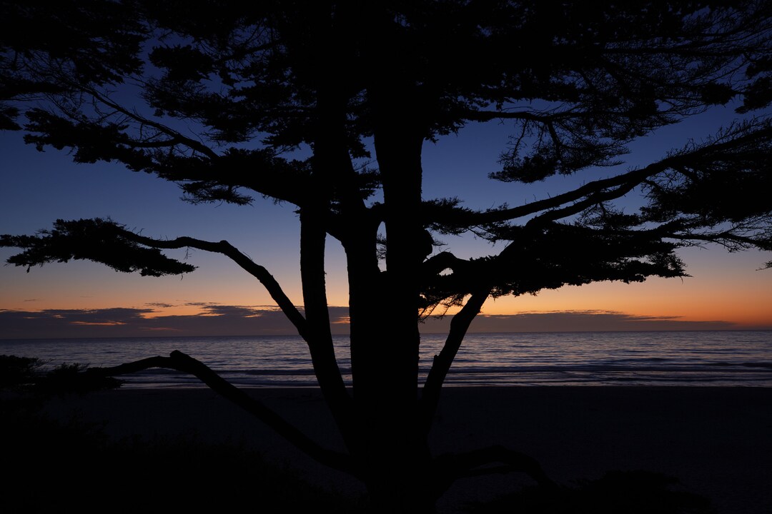 Sunset Tree, Big Sur by Dan Merkel Photography Print Poster Canvas or ...