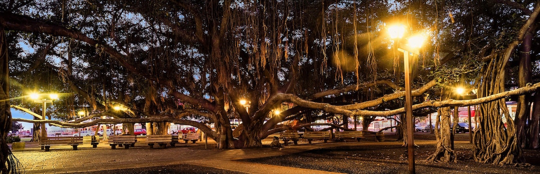 Lahaina, Hawaii Banyan Tree by Dan Merkel Photography Print Poster ...