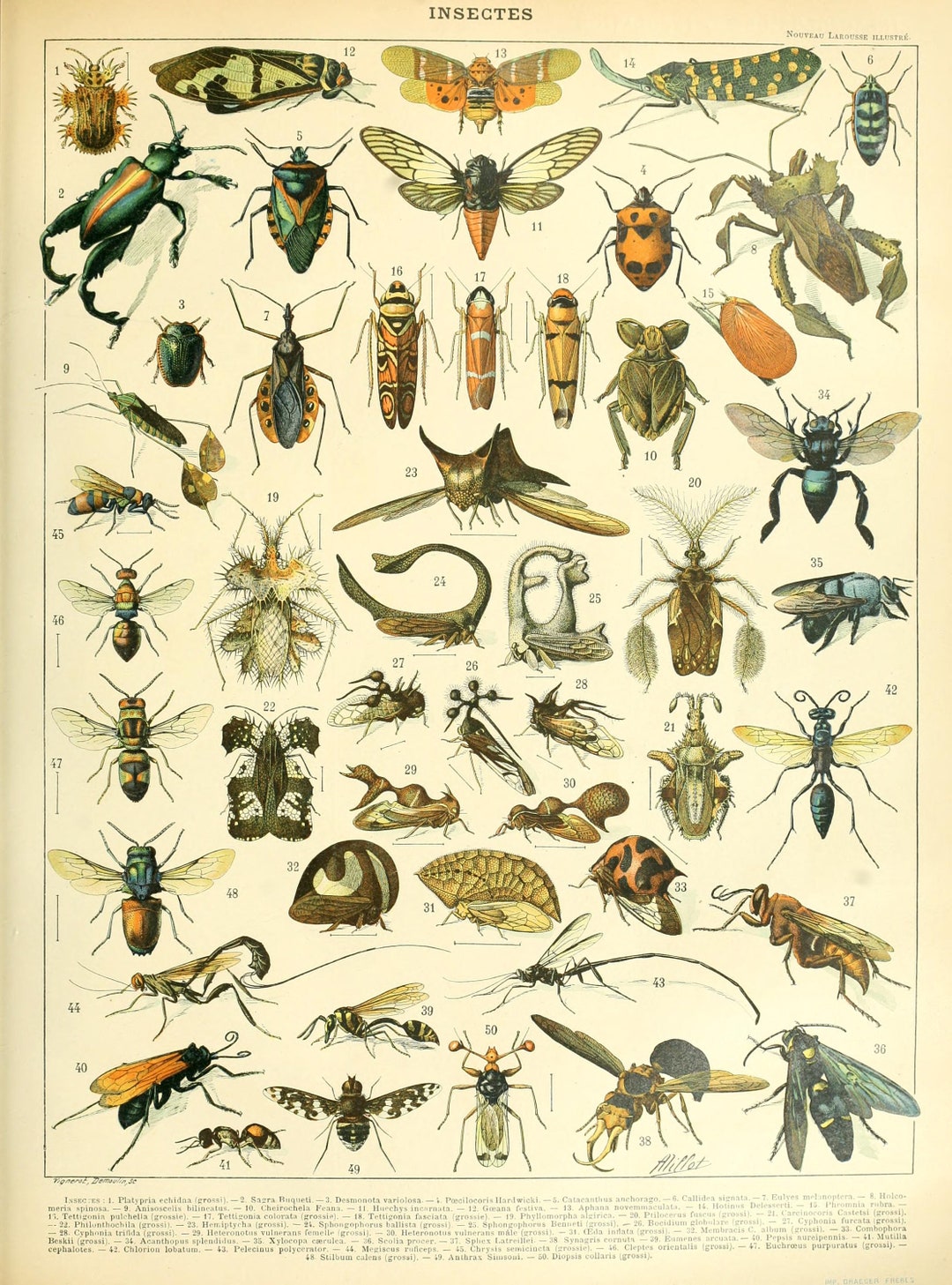 INSECTES B by Adolphe Millot Vintage French Poster, Insect Chart, Bees ...