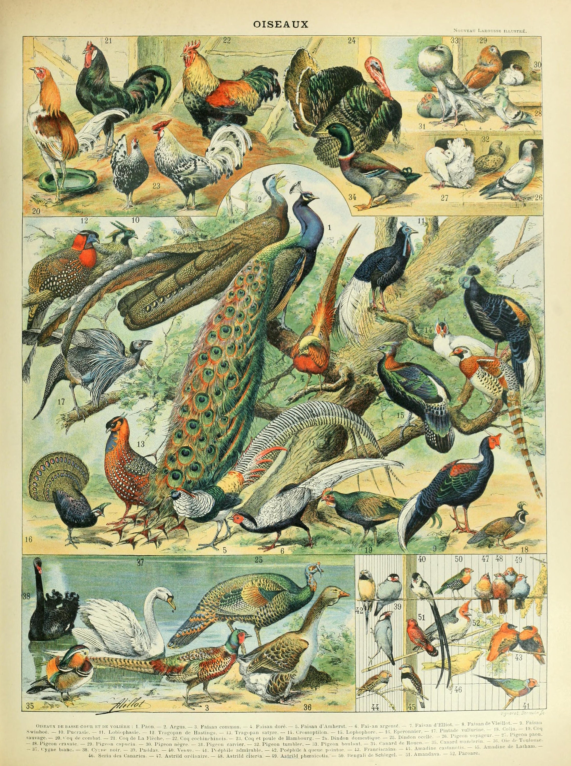 Fancy Exotic Birds French Poster OISEAUX C by Adolphe Millot - Etsy Canada