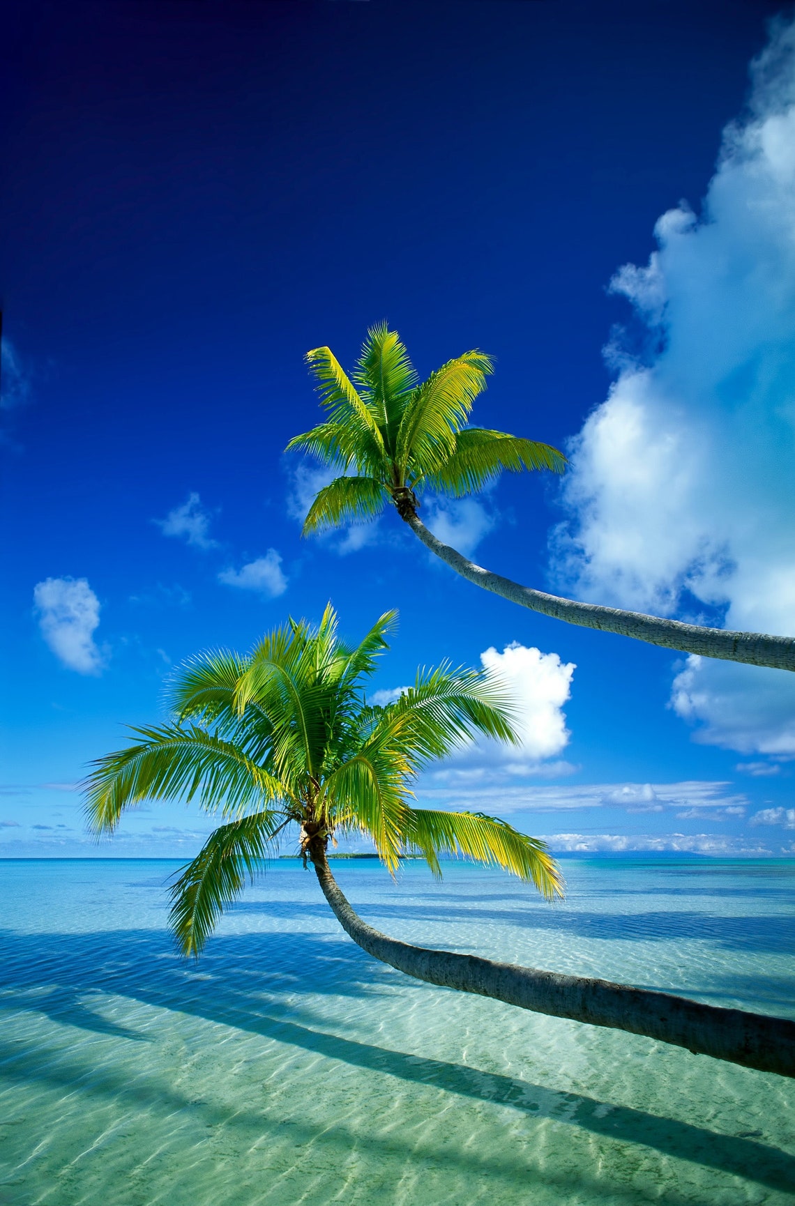 Palm Trees Hawaii Ocean by Dan Merkel Photography Print Poster Canvas ...
