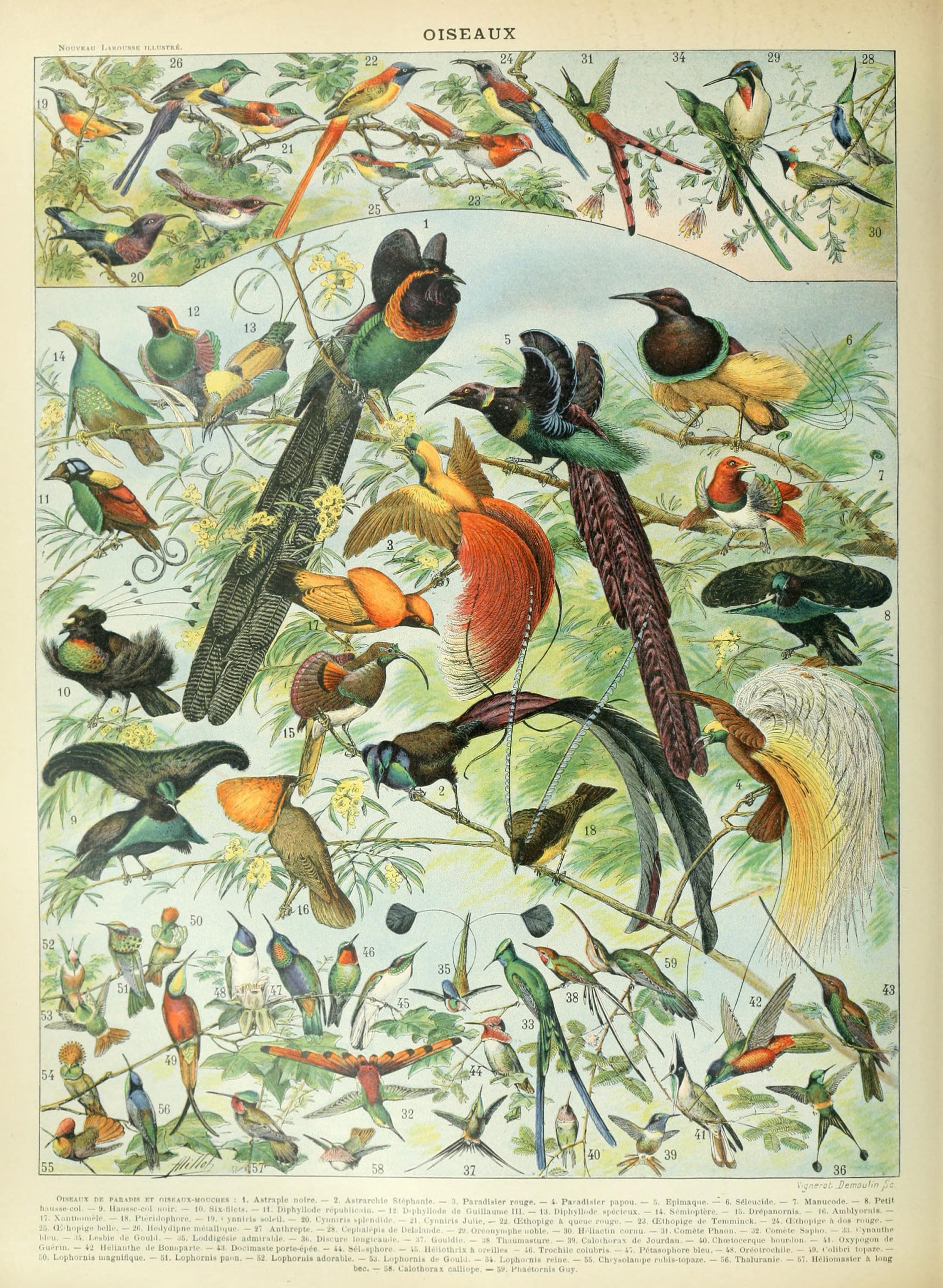 OISEAUX B by Adolphe Millot, Exotic Birds French Poster, Vintage Aviary ...