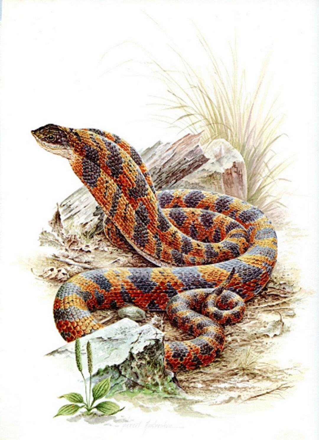 EASTERN HOGNOSE SNAKE Bookplate Print Wall Art - Etsy
