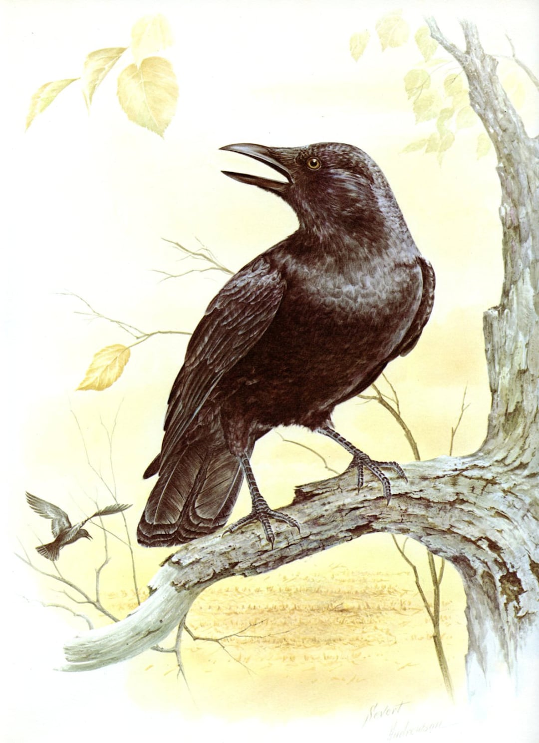 Appealing COMMON CROW Bird Print Wall Art - Etsy