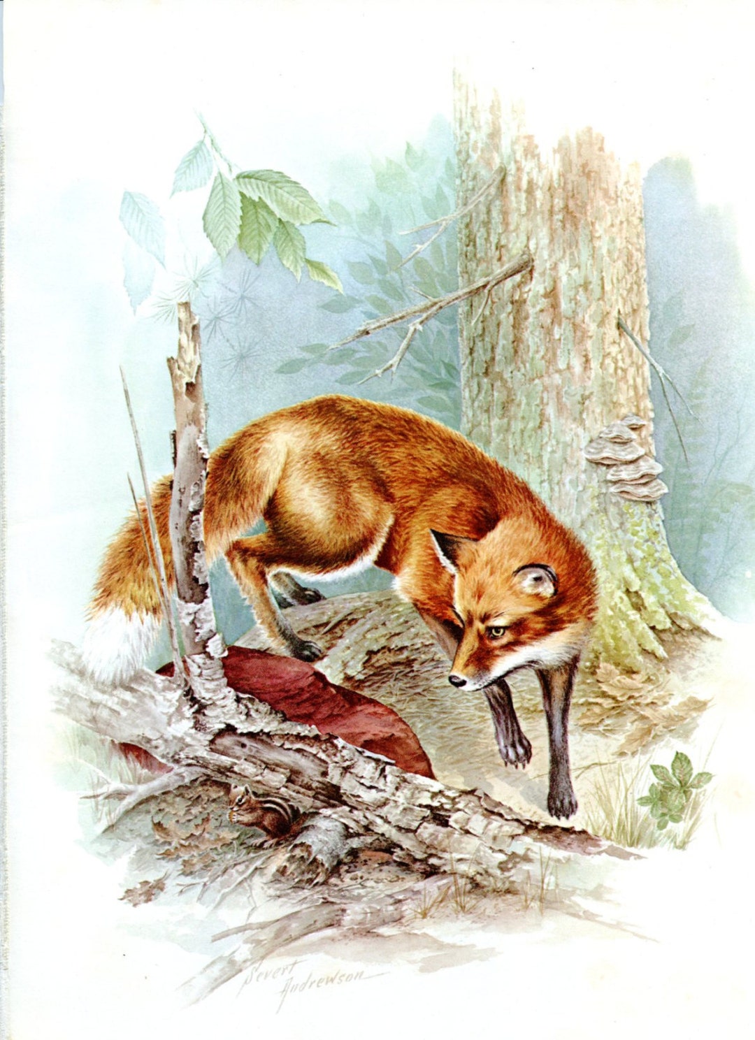 Nice RED FOX Nature Print - Etsy