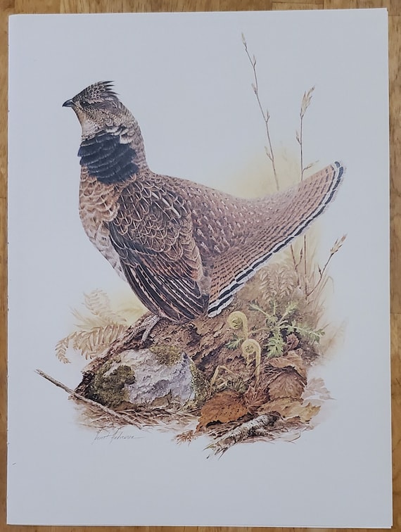 Ruffed Grouse Drawing