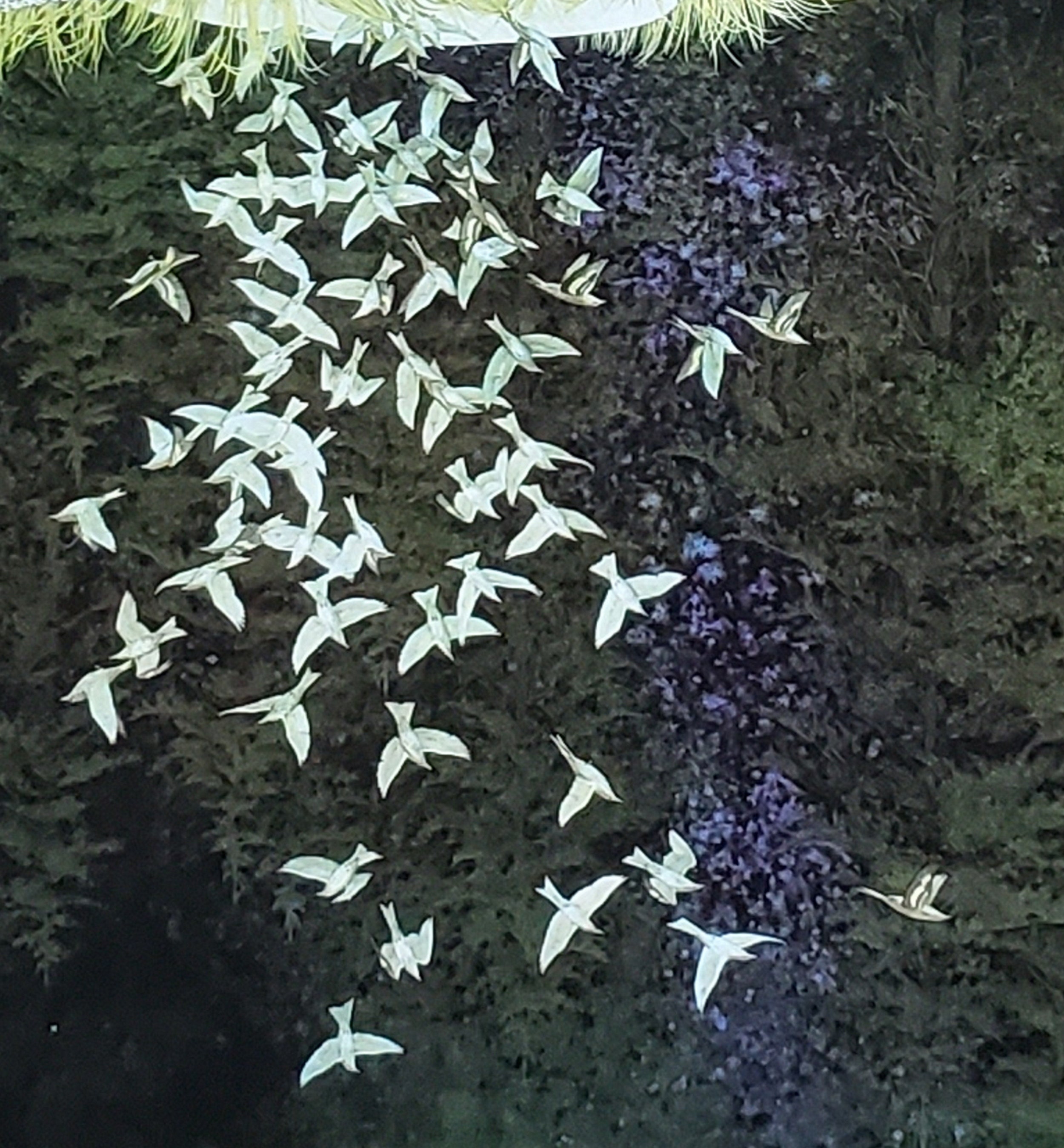 Bev Doolittle “LET My SPIRIT SOAR” Bookplate Print Wall Art BD36 - Etsy