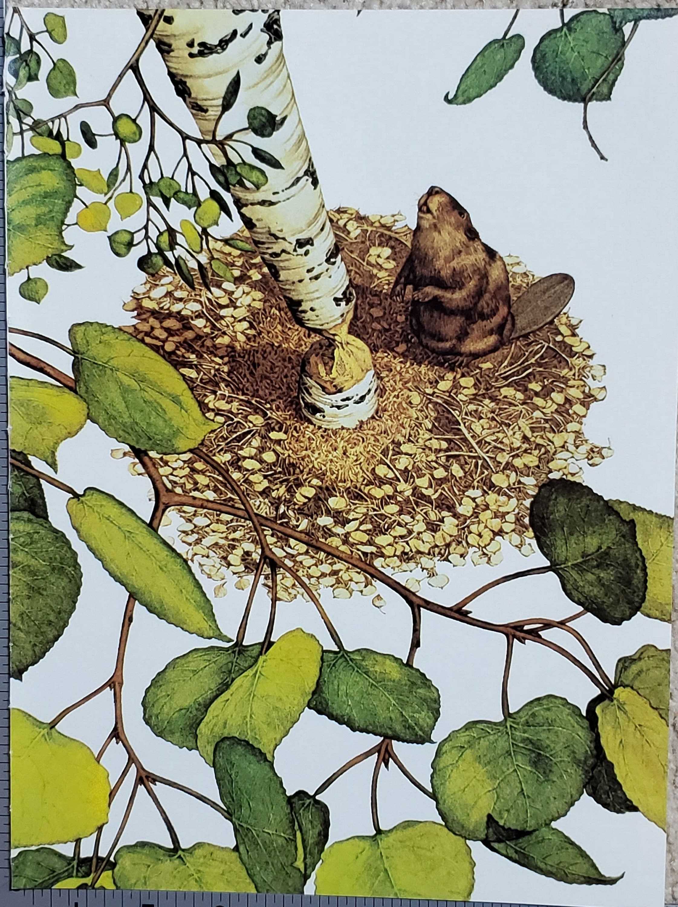 Bev Doolittle “WHOO BEAVER” Bookplate Print Wall Art BD22 - Etsy