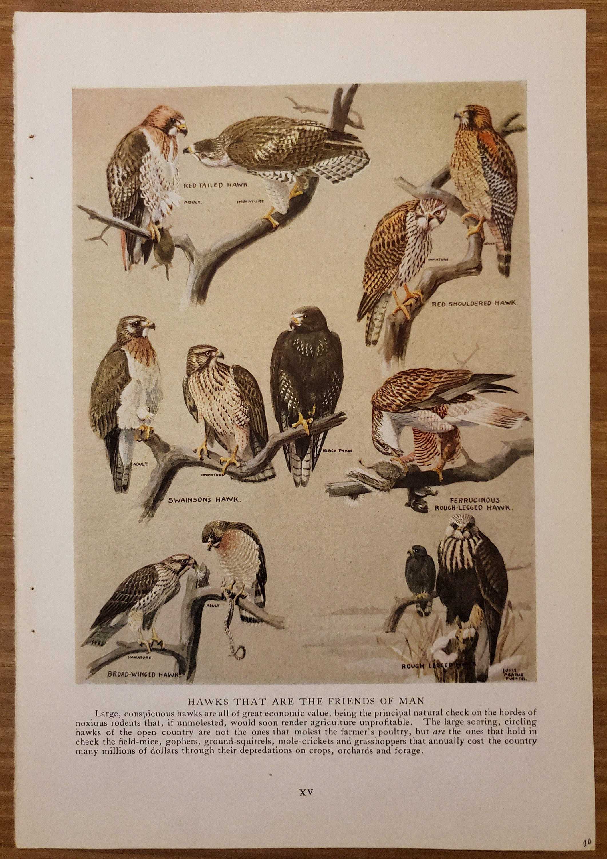 1920 HAWK FAMILY Bookplate Art Print Painted by Louis Agassiz Fuertes ...