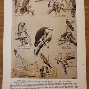 1920 HAWK FAMILY Bookplate Art Print Painted by Louis Agassiz Fuertes ...