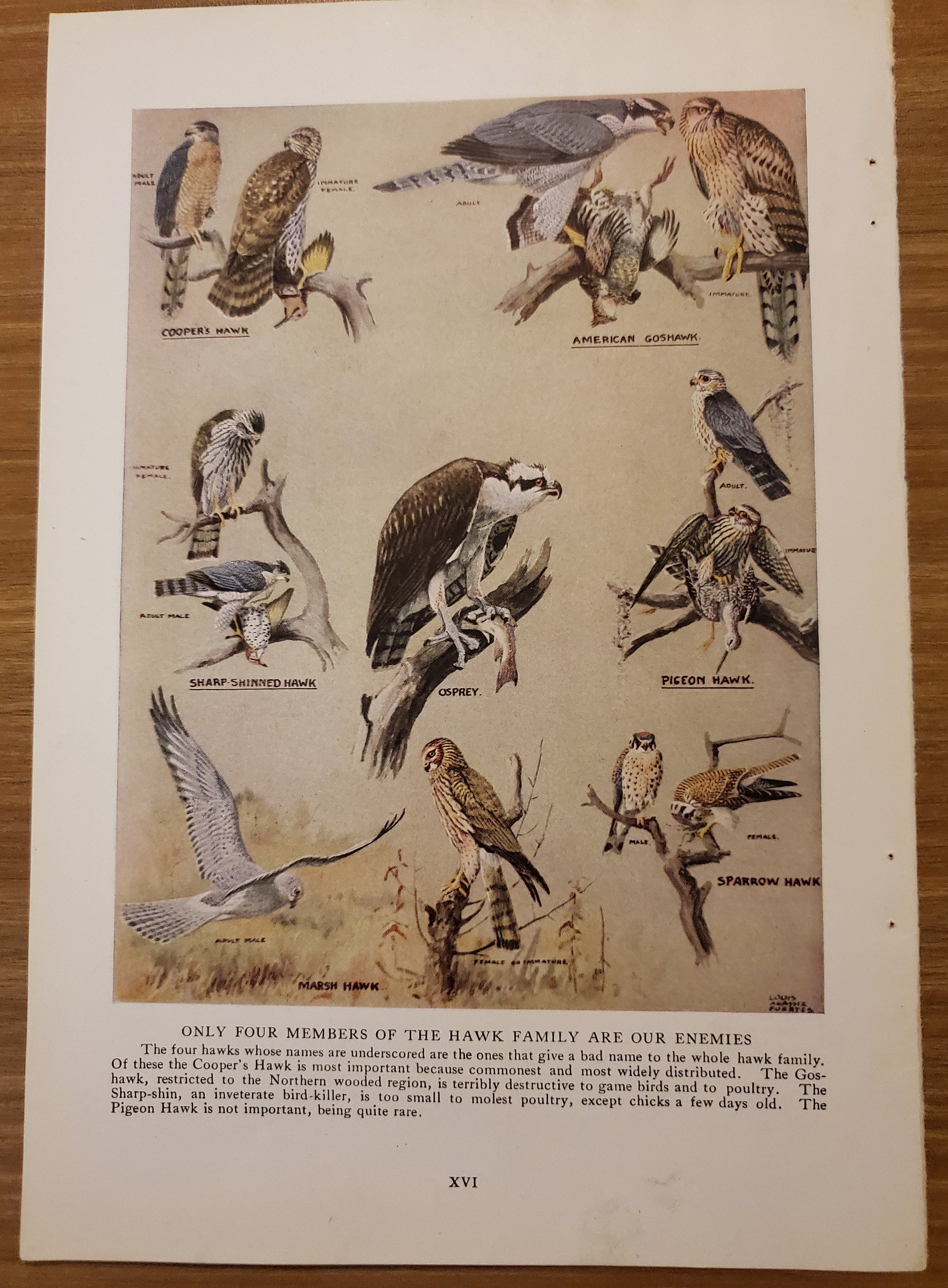 1920 HAWK FAMILY Bookplate Art Print Painted by Louis Agassiz Fuertes ...